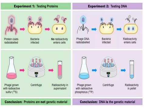 Hershey And Chase Experiment The Blender Experiment Pptx