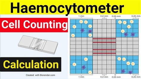 Hemocytometer Types Design Parts And Procedure For Cell 56 Off