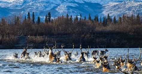 Caribou Migration