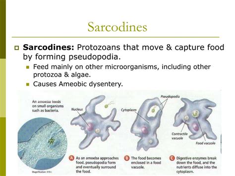 Ppt Protists Powerpoint Presentation Free Download Id586316