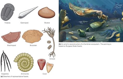 How To Identify And Classify Fossils