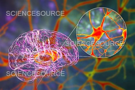 Caudate Nuclei Highlighted In The Huma Stock Image Science Source Images