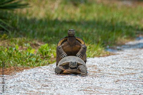 Sequence 5 Of The Gopher Tortoises Mating Ritual Shows A Headlong View Of The Male Mating With