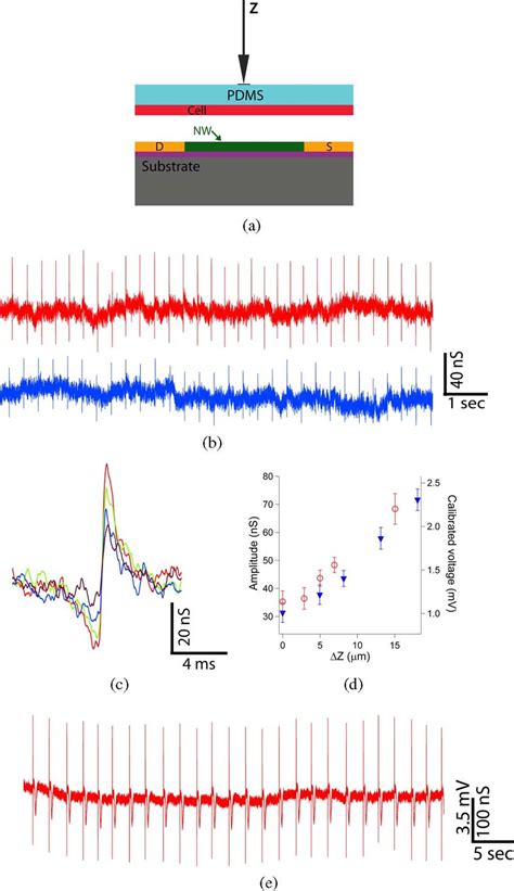 A Schematic Illustrating Displacement Z Of The Pdms Cell Substrate Download Scientific