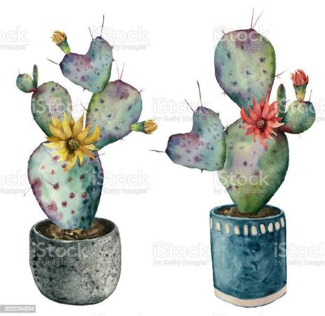 냄비에 꽃의 수채화 선인장 핸드 페인트 흰색 배경에 고립 된 빨간색과 노란색 꽃 부채 디자인 인쇄에 대 한 그림 직물 또는 배경 선인장에 대한 스톡 벡터 아트 및 기타