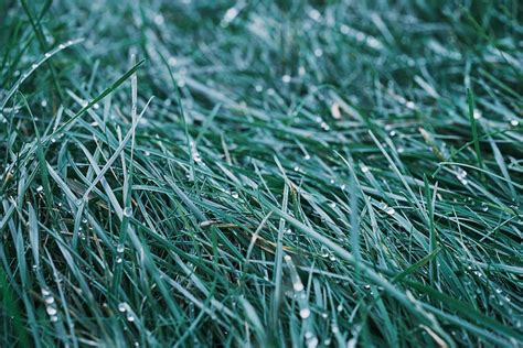Garden Grass In Water Drops Selective Focus Blurred Grass Foliage