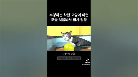 수영하는 고양이 홍이가 이런 낯선 모습이 있다니 Youtube