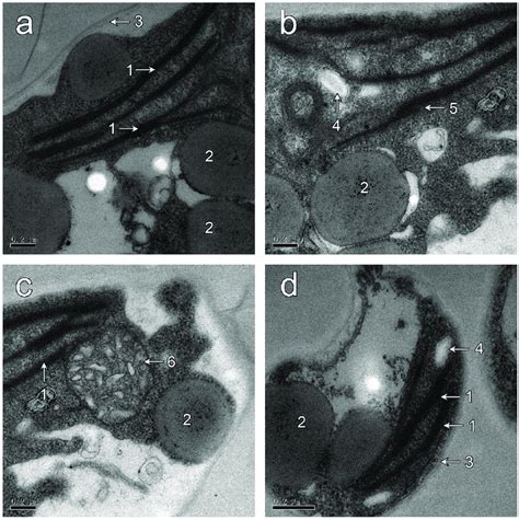 Ultrastructure Of Coccomyxa Greatwallensis Shunan Cao And Qiming Zhou Download Scientific