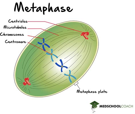 Mitosis Diagram