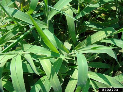 Crabgrass Glynn And Mcintosh Agriculture And Natural Resources