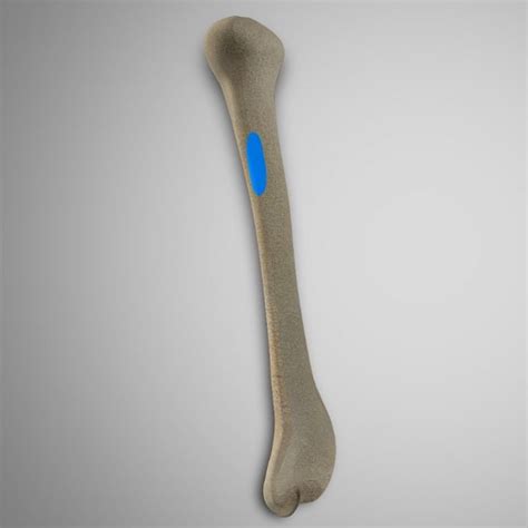 Teres Major Attachments And Actions 3d Muscle Lab