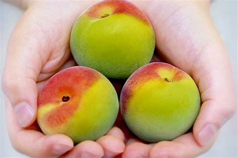 What Is Ume Choya Umeshu Usa