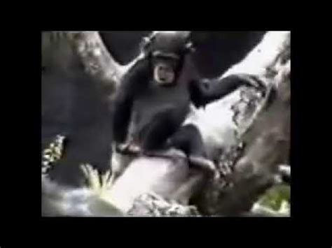 Steam Community :: Video :: обезьяна нюхает свой палец