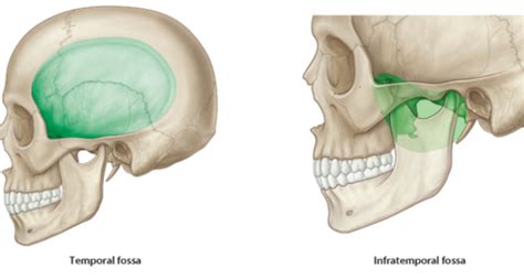 AHN 24 Infratemporal Fossa Flashcards Quizlet