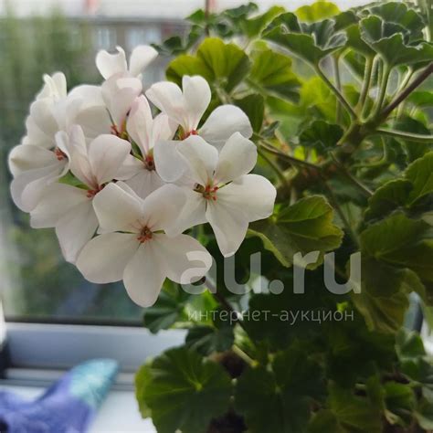 Герань белая — купить в Красноярске Горшечные растения и комнатные цветы на интернет аукционе