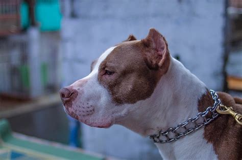 Raza De Perro Pitbull Características Y Cualidades