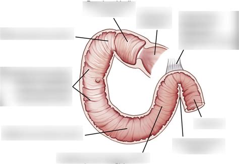 Duodenum Four Parts Diagram Quizlet