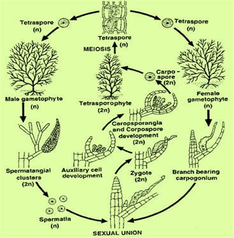 Triphasic Life Cycle Of Polysiphonia Why Called As Triphasic Three Phases In The Life Cycle Of