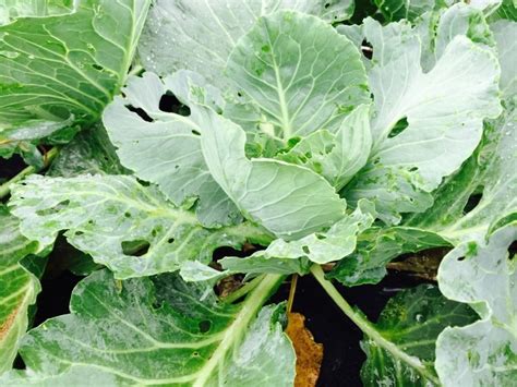 농민의마음 양배추의 효능과 벌레먹은 양배추 네이버 블로그