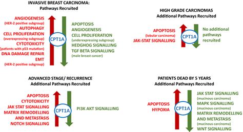 Cpt1a Clustering With Cancer Signalling Pathways Visual Depiction Of