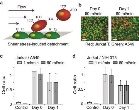 Analysis Of The Binding Force Between Glued Cells A Illustration Of Download Scientific