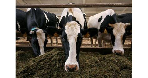 Започва прием на заявления за разсрочване на кредити за закупуване на фураж Български Фермер