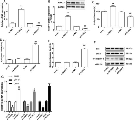 Effect Of Runx3 Overexpression And Inhibition On Cell Proliferation And Download Scientific