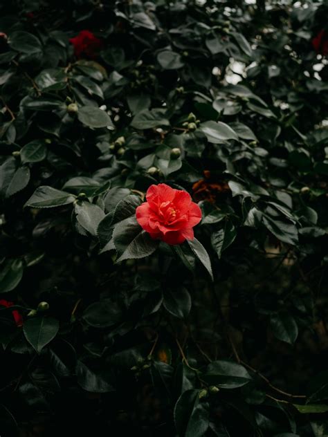 무성한 녹색 숲 위에 앉아있는 붉은 꽃 사진 Unsplash의 무료 빨강 이미지