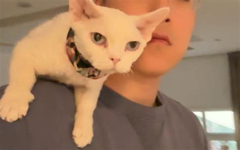 焊在肩膀上的小猫咪 阿孟的养猫日记 阿孟的养猫日记 哔哩哔哩视频
