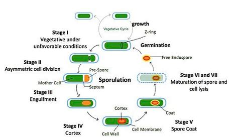 Sporulation Definition Process Examples Bacteria Amoeba Fungi Cell Wall Cell Membrane