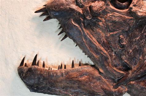 25 Fossil Xiphactinus Skull Terror Of The Inland Seaway 31440 For Sale FossilEra Com