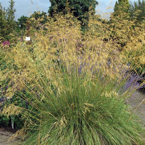 Stipa Gigantea The Diggers Club