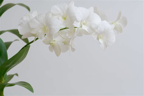 꽃잎 흰색 난초 꽃 열대 우림 식물 꽃 꽃 흰색 Backgroundnature 봄 식물 바탕 화면 벽지 스파 배너 포스터 웹 사이트 표지 디자인에 매크로 소프트 포커스