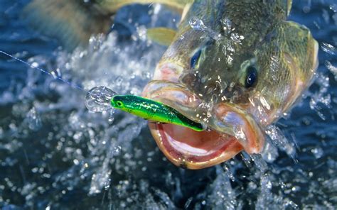Best Largemouth Bass Flies A Guide To Productive Largemouth Bass