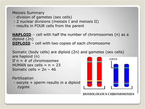 Ppt Sexual Reproduction And Genetics Chp10 101 Meiosis 102
