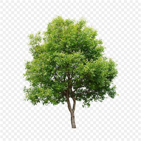 Isolated Tree Png Picture Isolated Trees On White Background Tree Green Isolated Png Image For