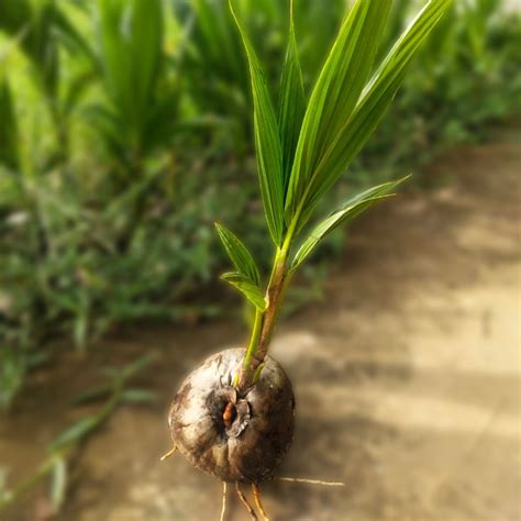 พันธุ์มะพร้าวน้ำหอมแท้ 100 🌴น้ำหวาน🥥 ต้นเตี้ย Th