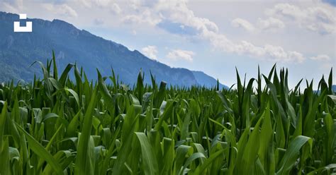 낮에는 흰 구름과 푸른 하늘 아래 푸른 산 근처의 녹색 옥수수 밭 사진 Unsplash의 무료 녹색 이미지