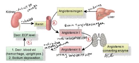 CVP Exam 1 Flashcards Quizlet