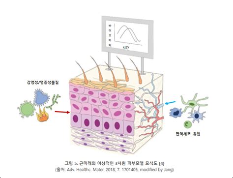 피부의 방어능력 면역 과정