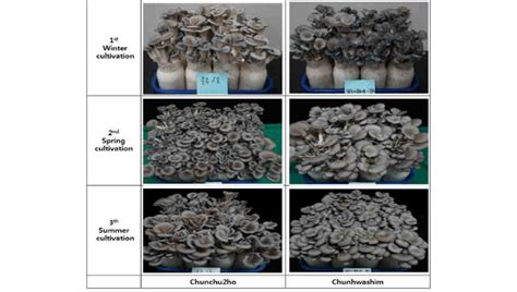 Morphological Characteristics Of Replicated Yield Trial Of New Cultivar