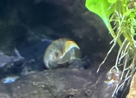 How To Improve Shell Growth Raquaticsnails