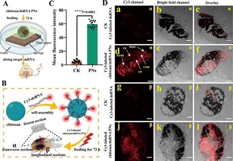 每日科研进展 L 2023 12 15 L 壳聚糖 Dsrna 复合纳米粒子通过激活网格蛋白依赖性内吞作用提高环境 Rna 干扰效率 知乎