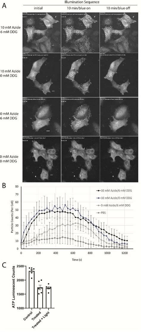 Light Clustering Behavior Under Variable Stress Conditions In Hela