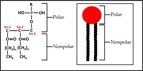 What Is The Basic Molecular Structure Of Lipids And Proteins