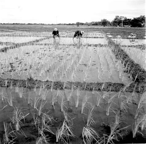 Explore World 📌ทุ่งบางเขน กรุงเทพฯ เมื่อปี พ ศ 2493