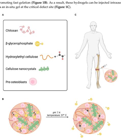 Schematic Illustration Of Injectable Hydrogel System A Formulation Download Scientific