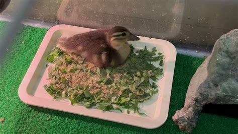 福山市立動物園 公式 on Twitter 朝食ｶｯｶｯｶｯｶｯ オシドリ オシの子 マシンガン食い 福山市立動物園