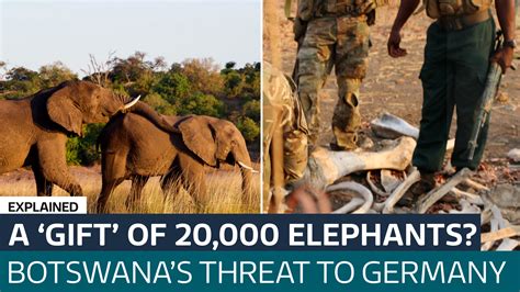 Why Botswana Is Threatening Germany With A Mass Delivery Of Elephants