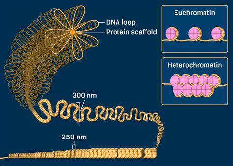 Chromatin Chromosomes Dna